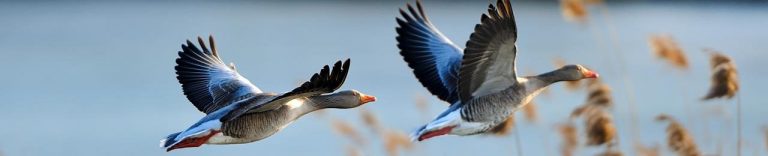 Understanding Shot Sizes for Ducks and Geese: A Guide for Waterfowl Hunting